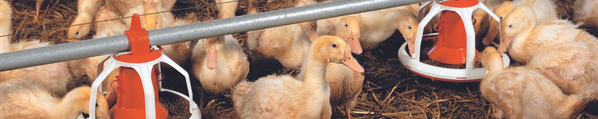 Duck Production | Poultry Growing | Newquip