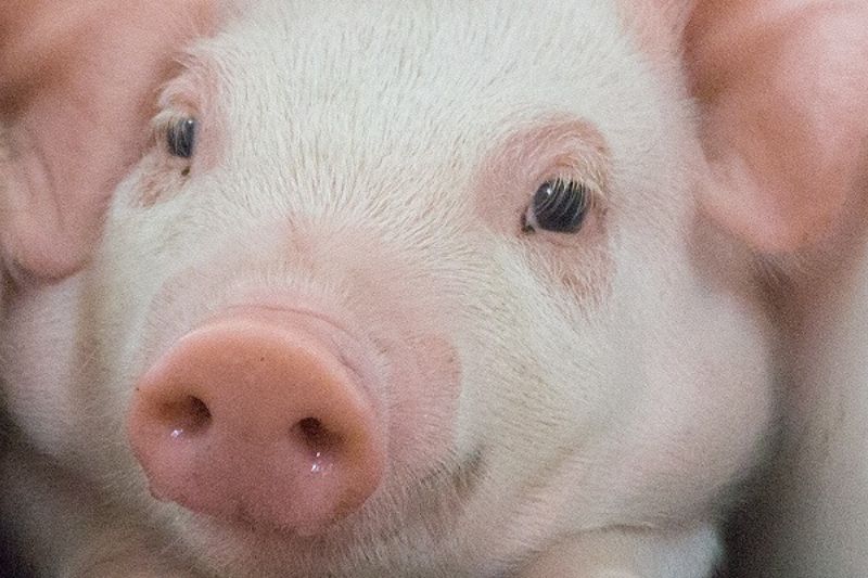 Pig House Management | Pig Production | Newquip