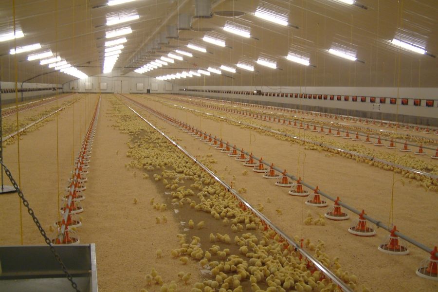 Broiler Production | Poultry Growing | Newquip