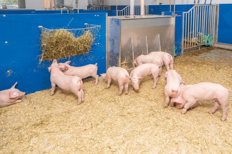 Piglet Rearing | Pig Production | Newquip