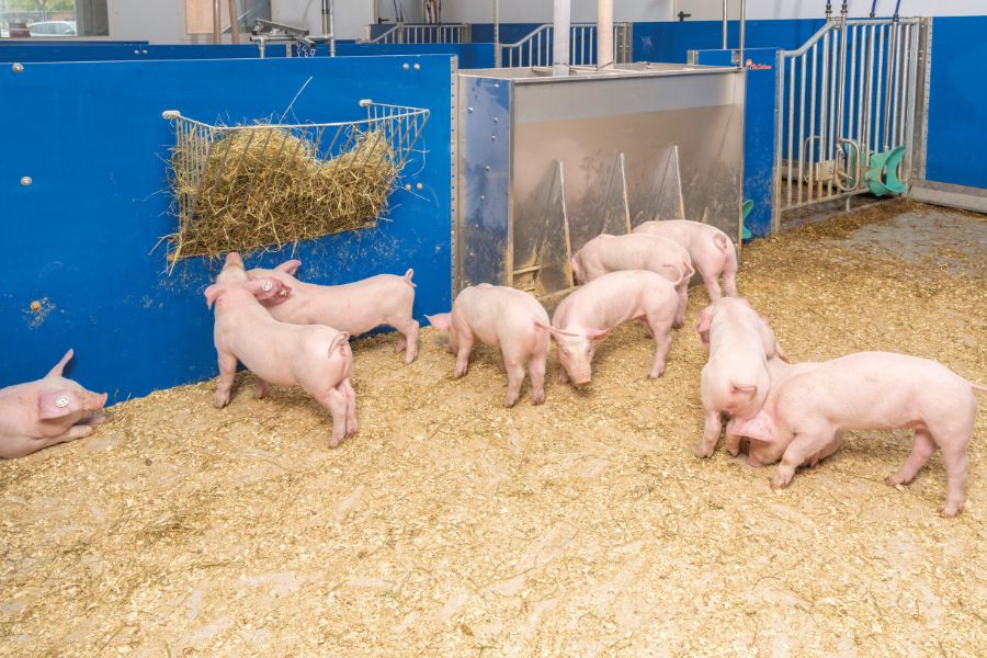 Pig Production | Home | Newquip