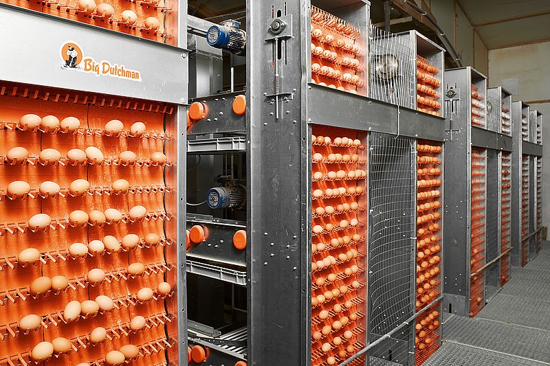 Layer Breeder Management | Egg Production | Newquip