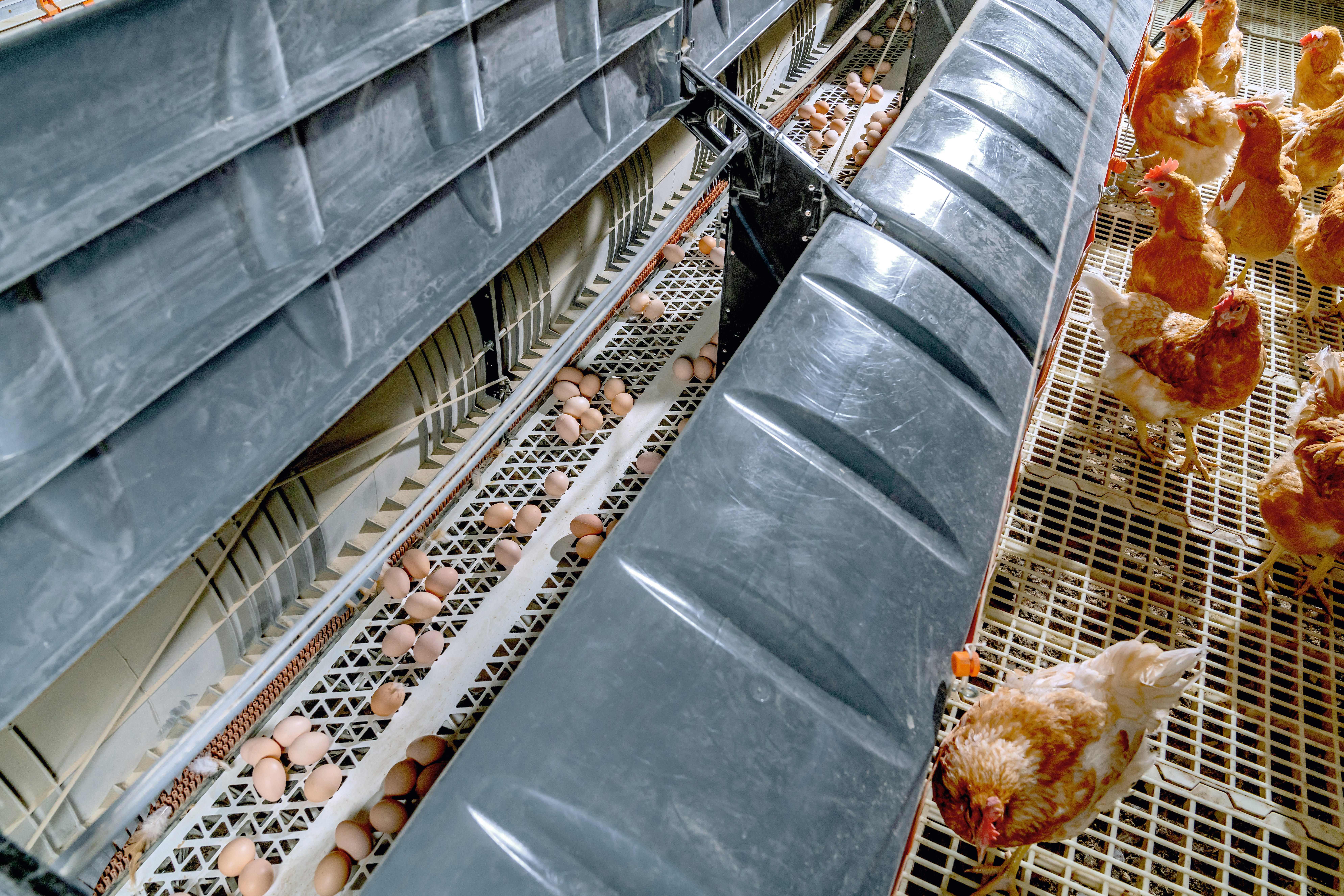 23/01/2024 - The Best Nest for Broiler Breeders | News | Blog | Newquip